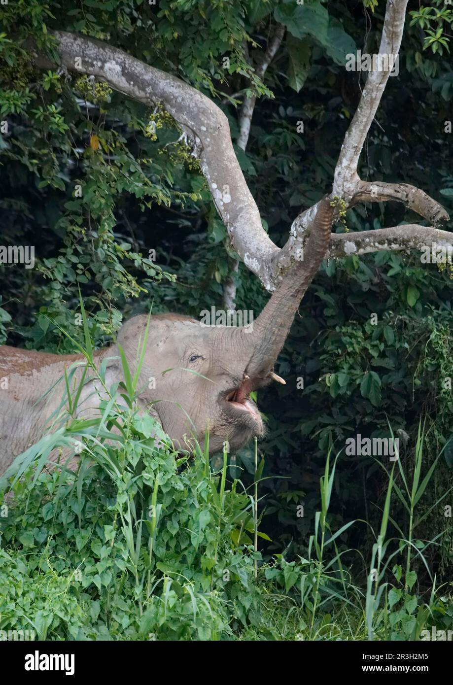 Bornean dwarf elephant, Bornean elephant, Bornean dwarf elephants ...