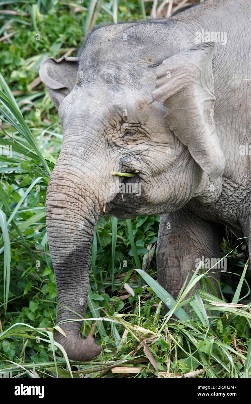 Bornean dwarf elephant, Bornean elephant, Bornean dwarf elephants ...