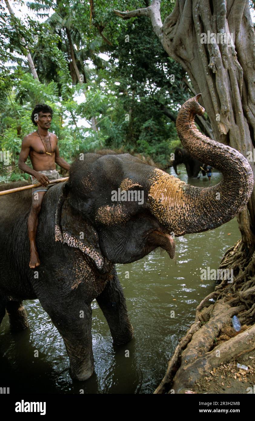 Asian Elephant, Indian Elephant, asian elephants (Elephas maximus ...