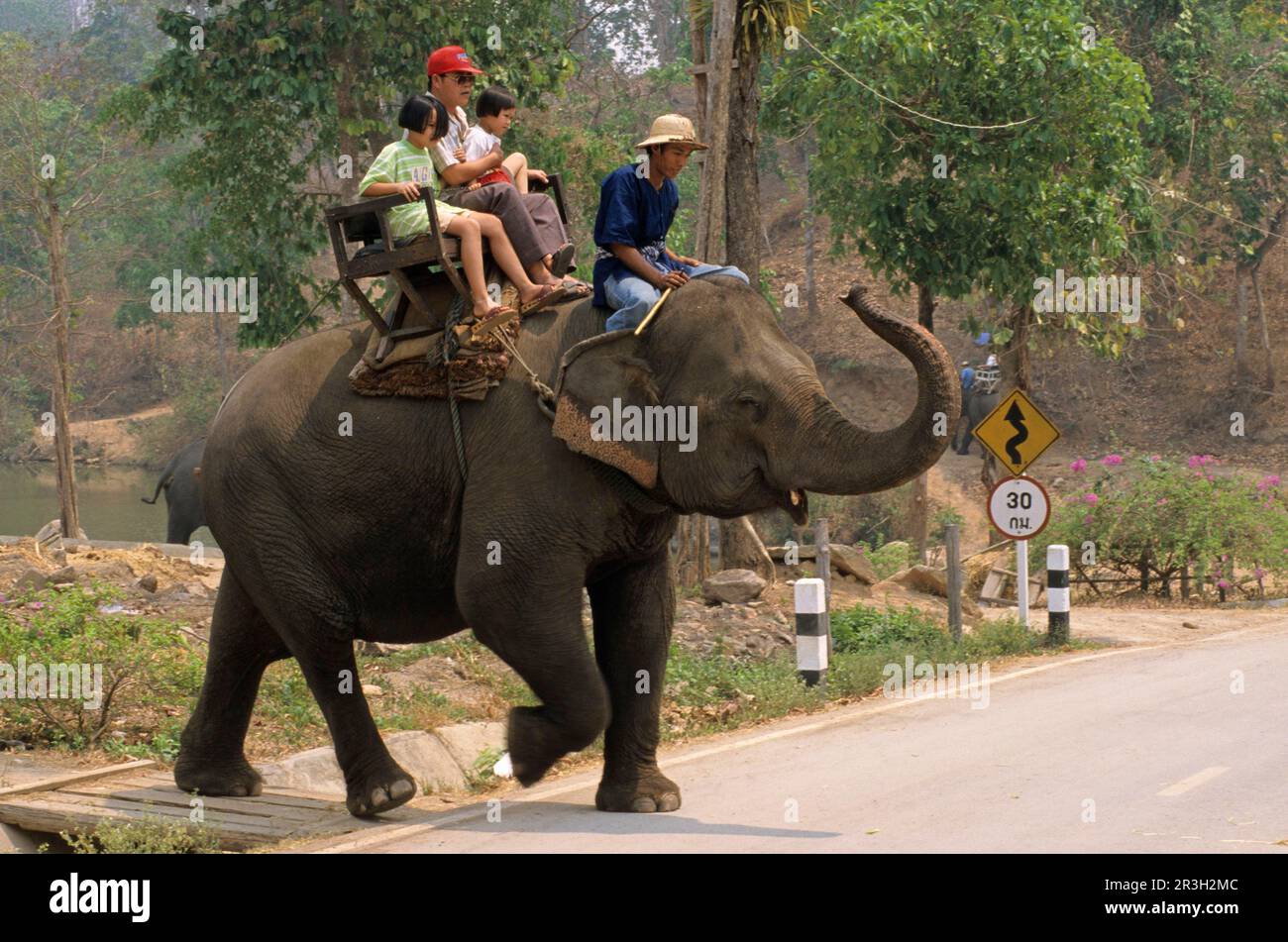 Asian Elephant, Indian Elephant, asian elephants (Elephas maximus ...