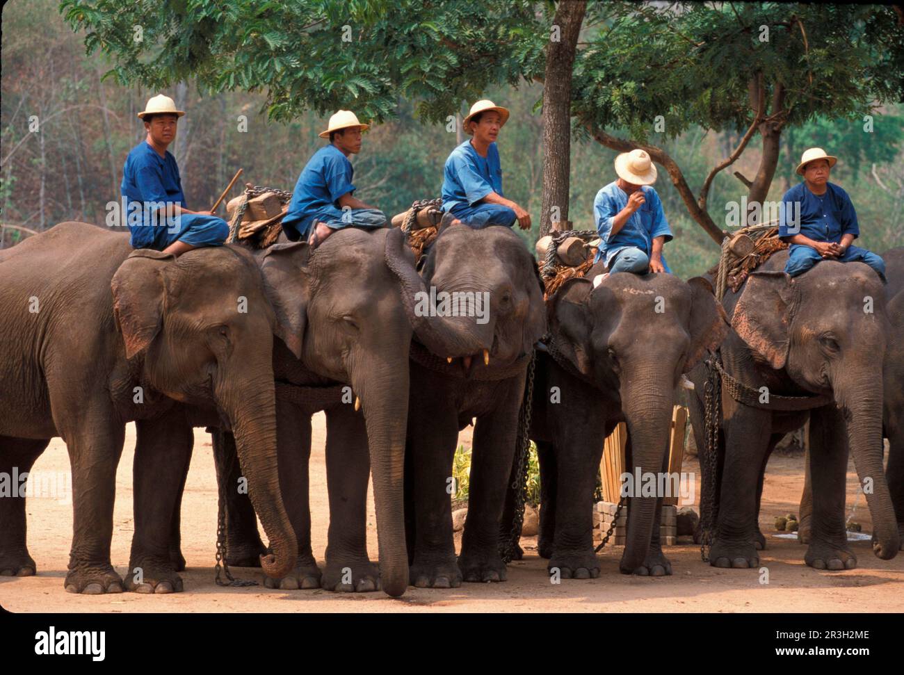 Asian Elephant, Indian Elephant, asian elephants (Elephas maximus ...