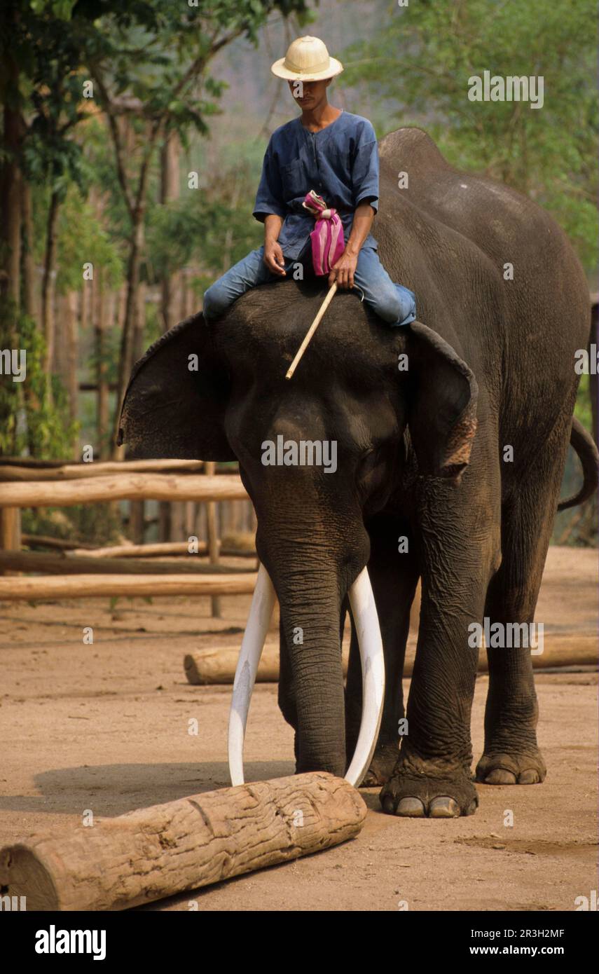 Asian Elephant, Indian Elephant, asian elephants (Elephas maximus ...