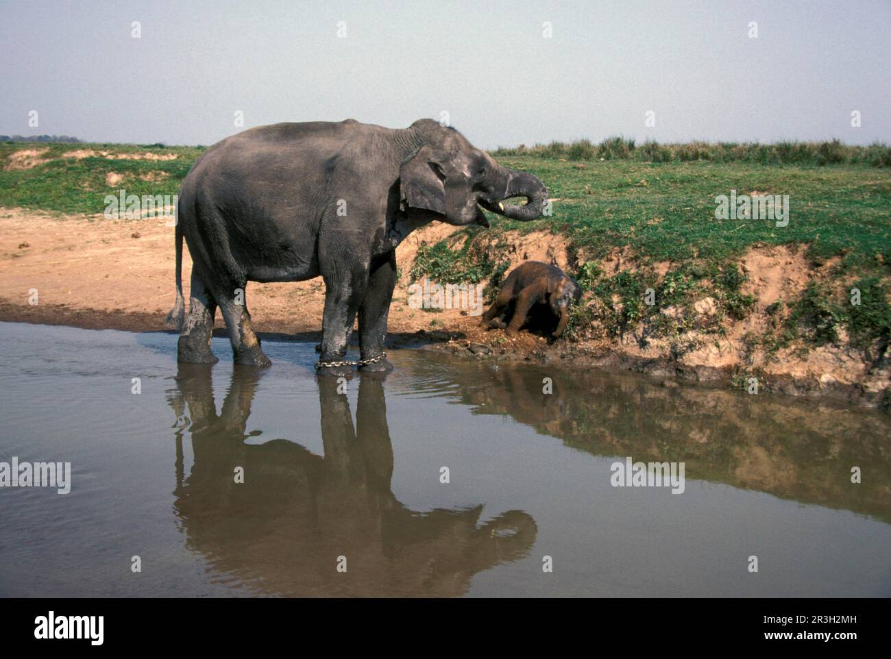 Asian elephant, Indian elephant, asian elephants (Elephas maximus ...