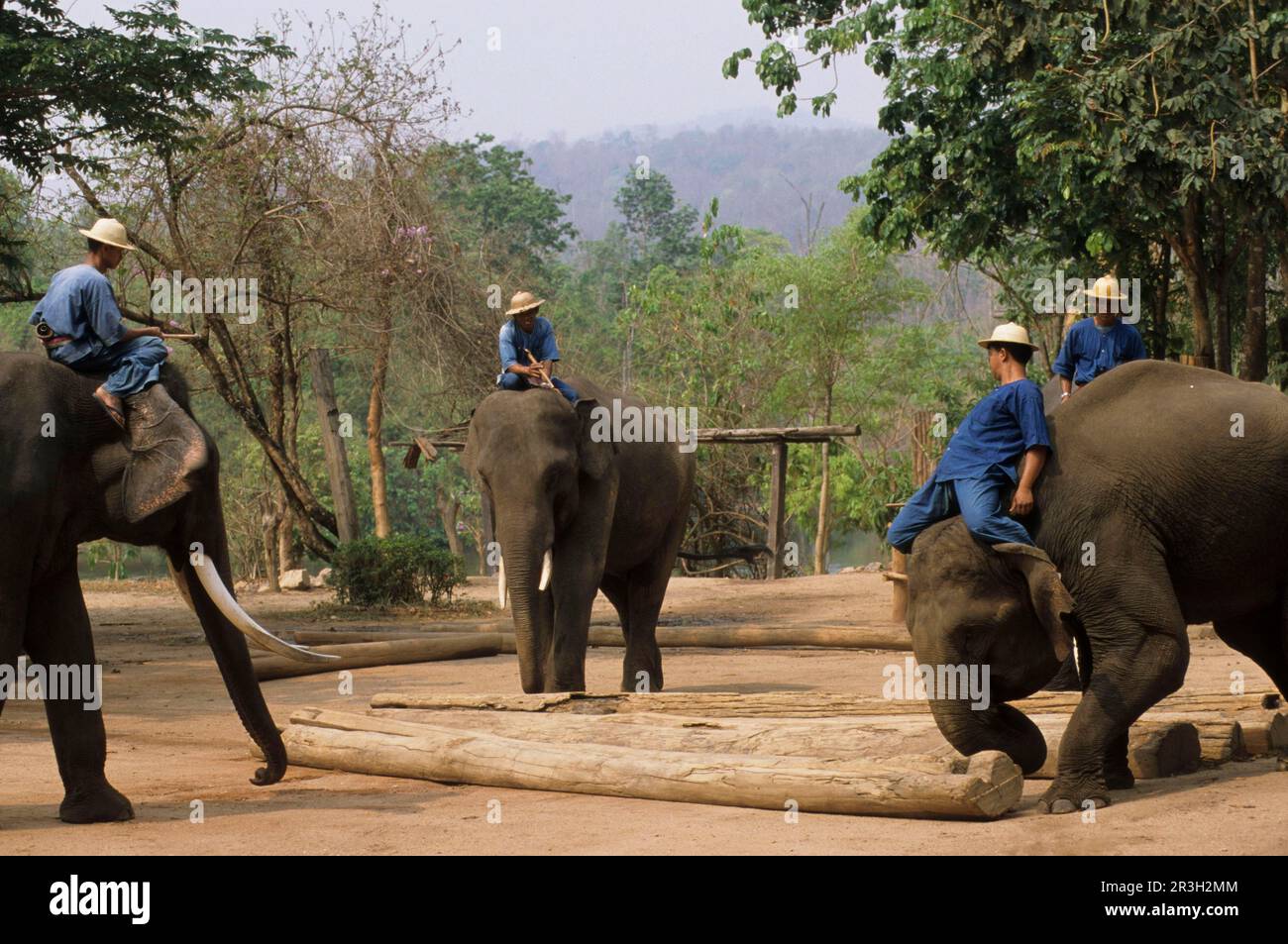 Asian Elephant, Indian Elephant, asian elephants (Elephas maximus ...