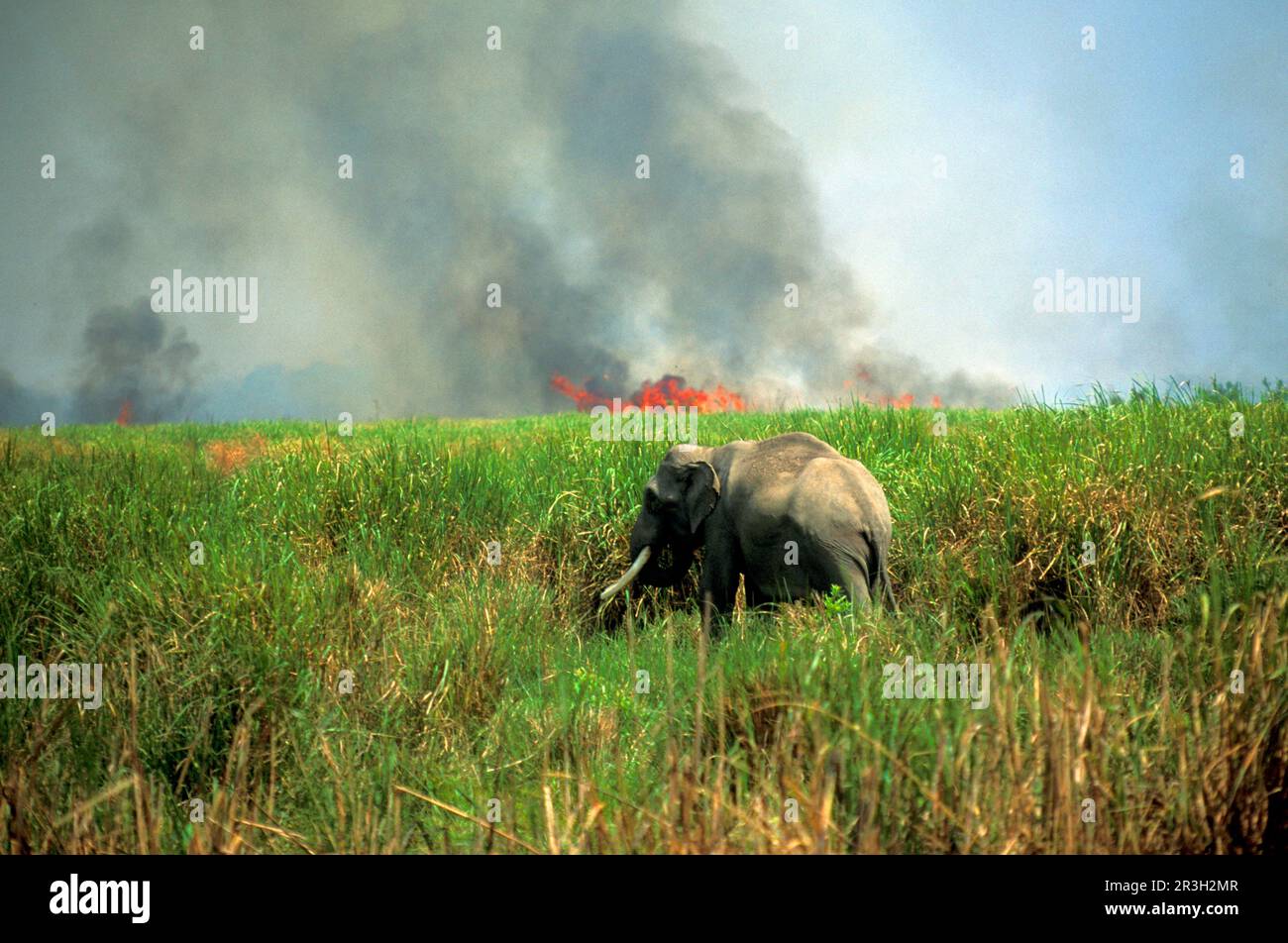 Asian elephant, Indian elephant, asian elephants (Elephas maximus ...
