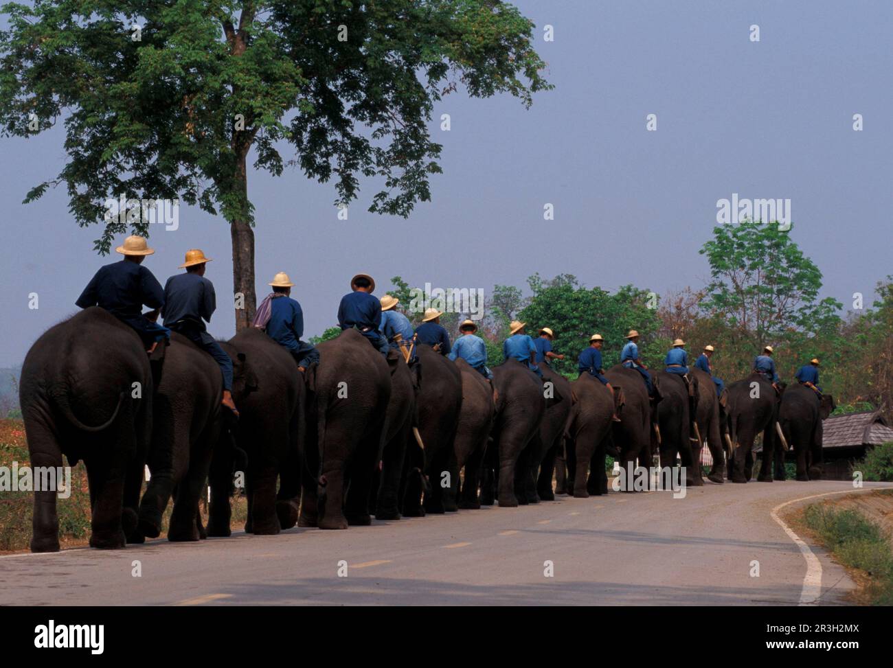 Asian Elephant, Indian Elephant, asian elephants (Elephas maximus ...