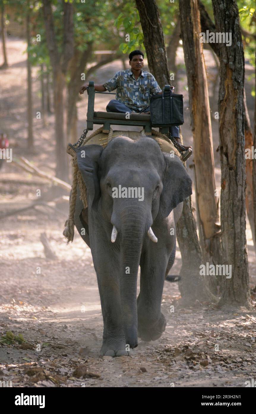 Asian elephant, Indian elephant, asian elephants (Elephas maximus ...