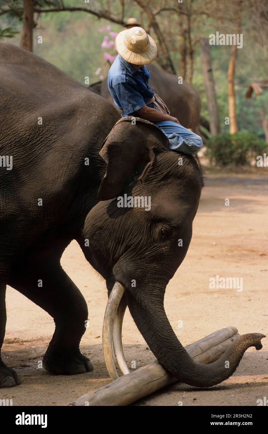 Asian Elephant, Indian Elephant, asian elephants (Elephas maximus ...