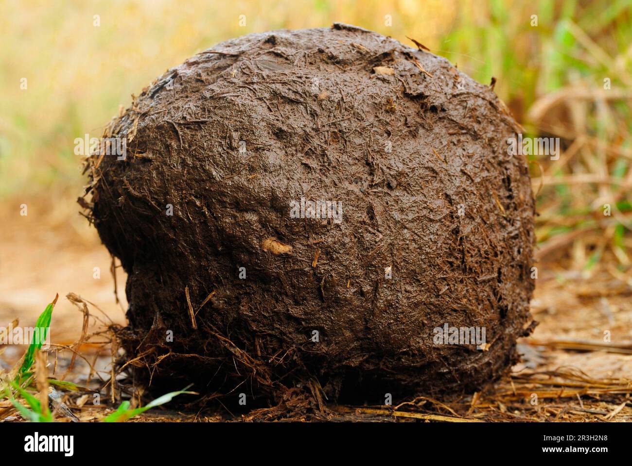 Asian Elephant (Elephas maximus) ball of dung, in monsoon rainforest ...