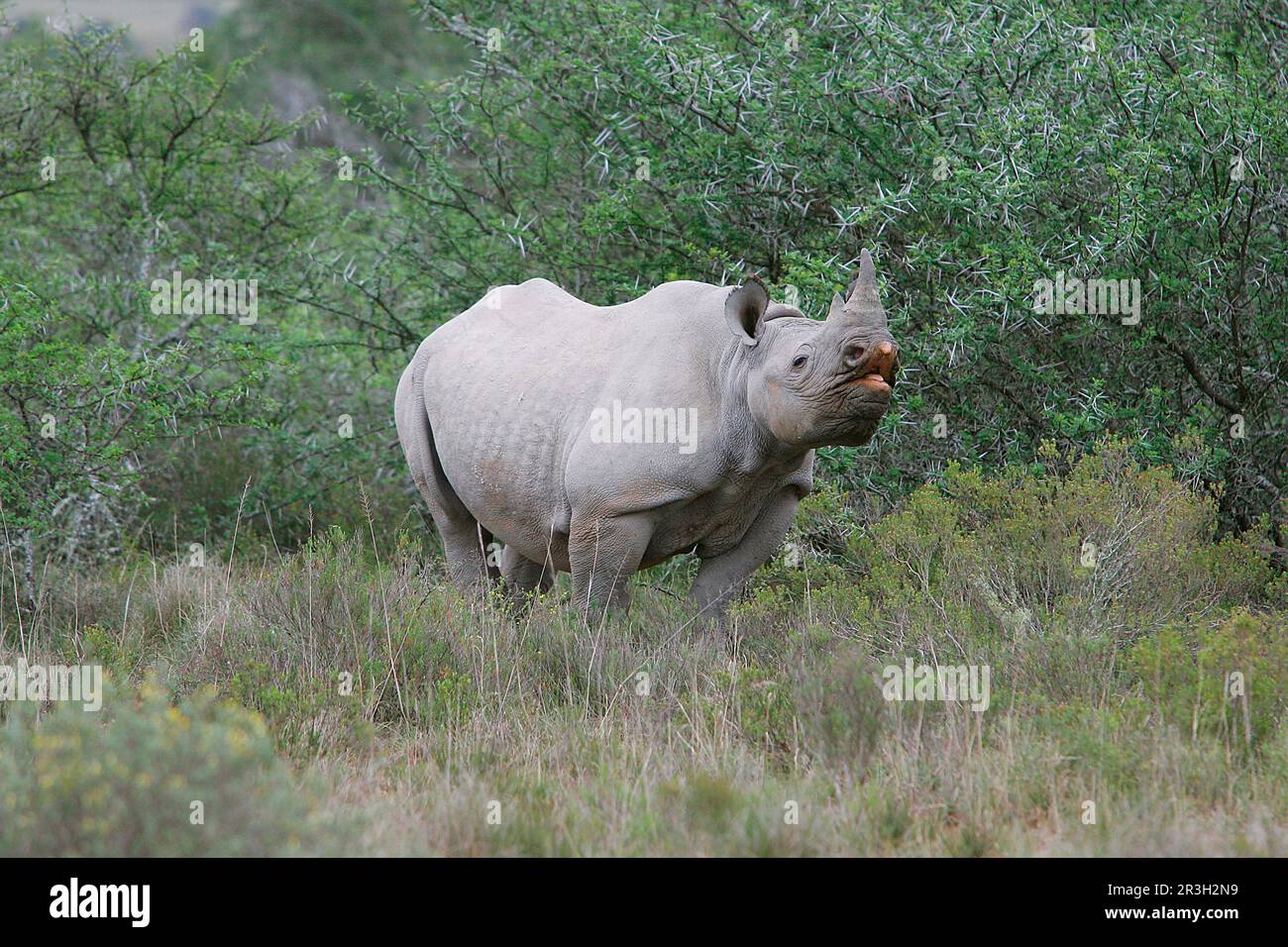 Black rhinoceroses (Diceros bicornis), ungulates, rhinoceroses ...