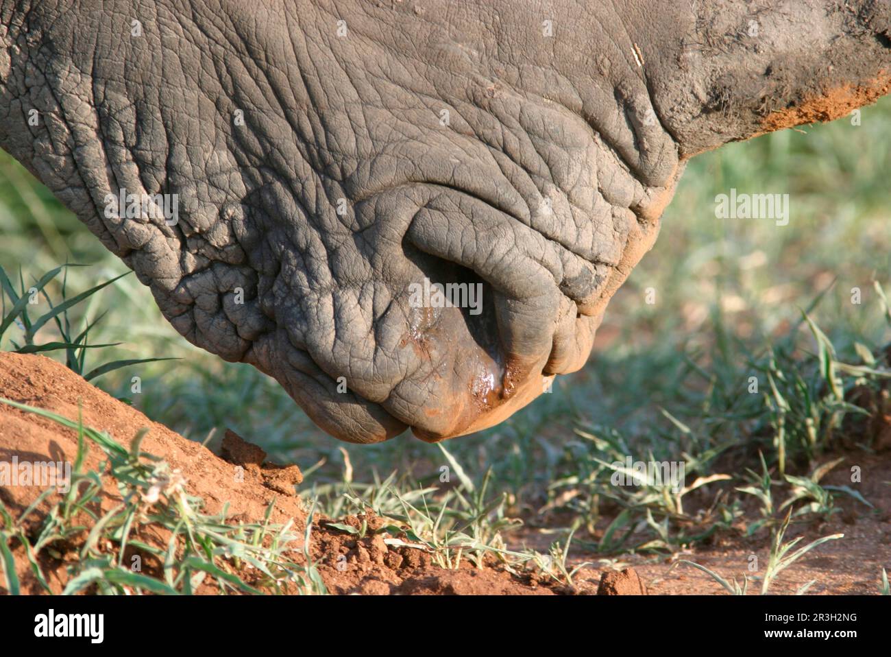 White rhinoceroses (Ceratotherium simum), White rhinoceros, White ...