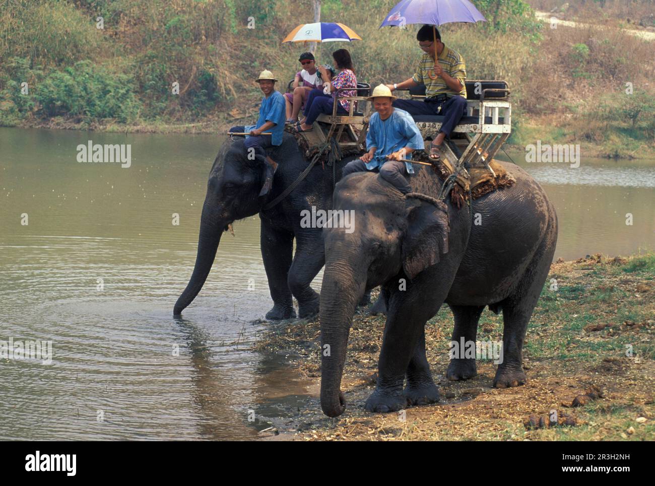 Asian elephant, Indian elephant, asian elephants (Elephas maximus ...