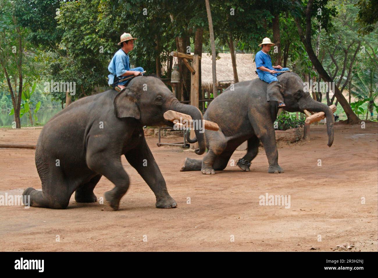 Asian elephant, Indian elephant, asian elephants (Elephas maximus ...