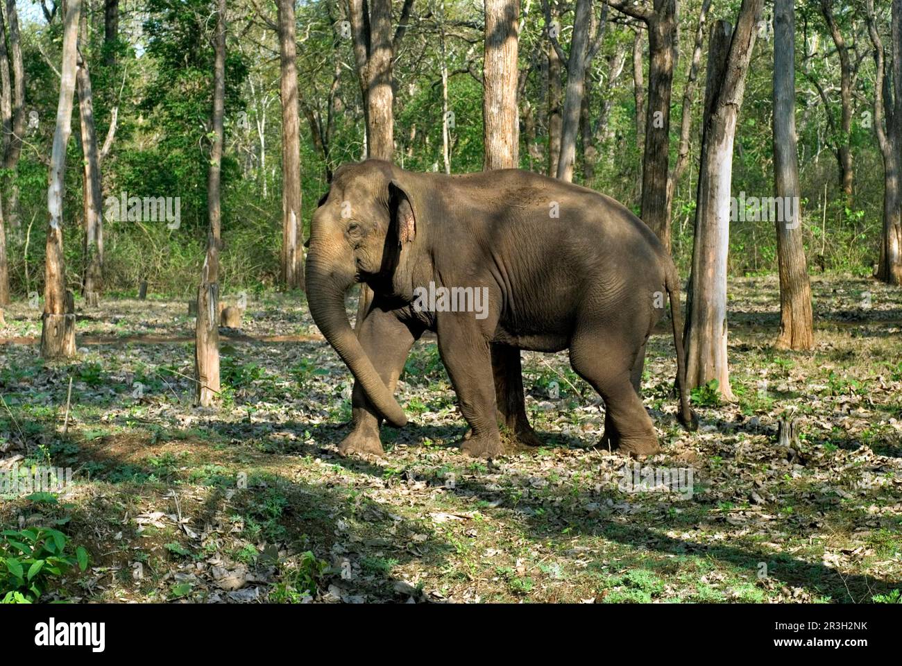 Asian elephant, Indian elephant, asian elephants (Elephas maximus ...