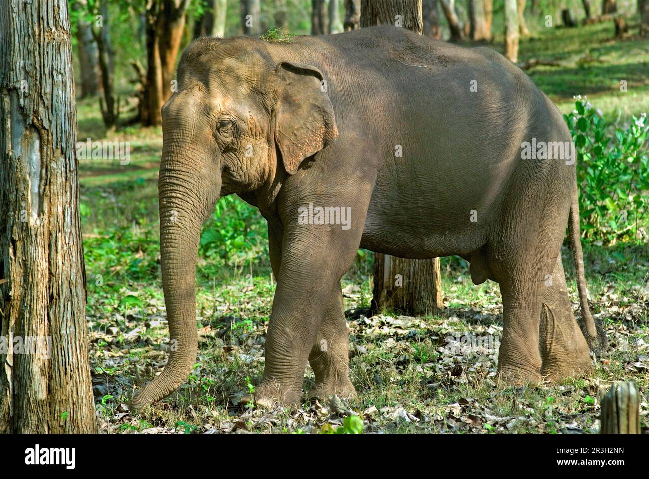 Asian elephant, Indian elephant, asian elephants (Elephas maximus ...