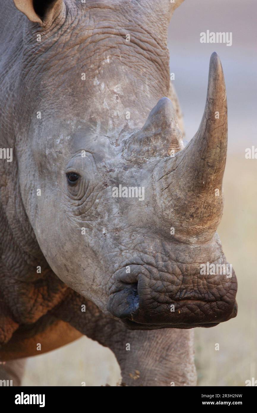 White rhinoceroses (Ceratotherium simum), white rhinoceros, ungulates ...