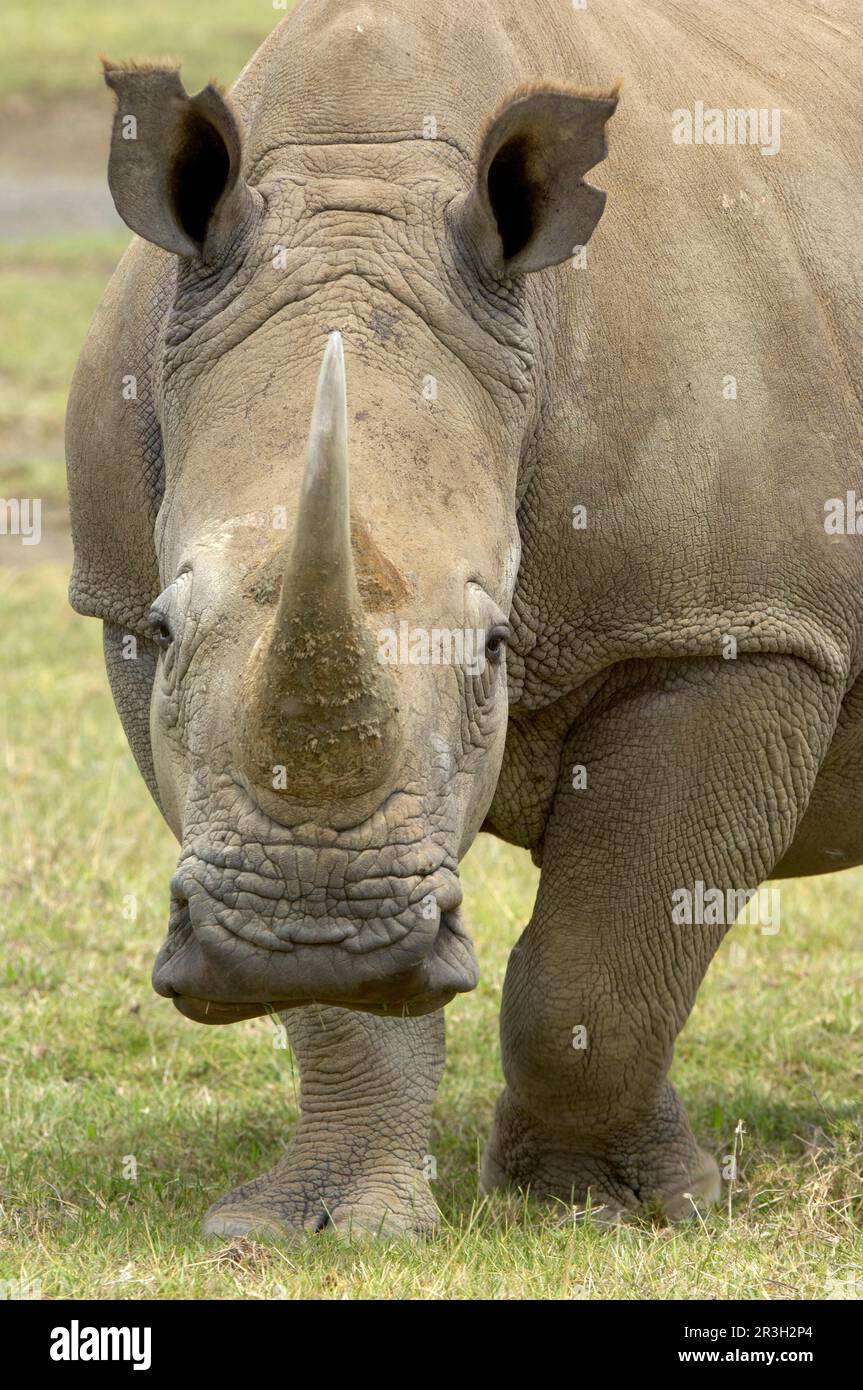 White rhinoceroses (Ceratotherium simum), white rhinoceros, ungulates ...