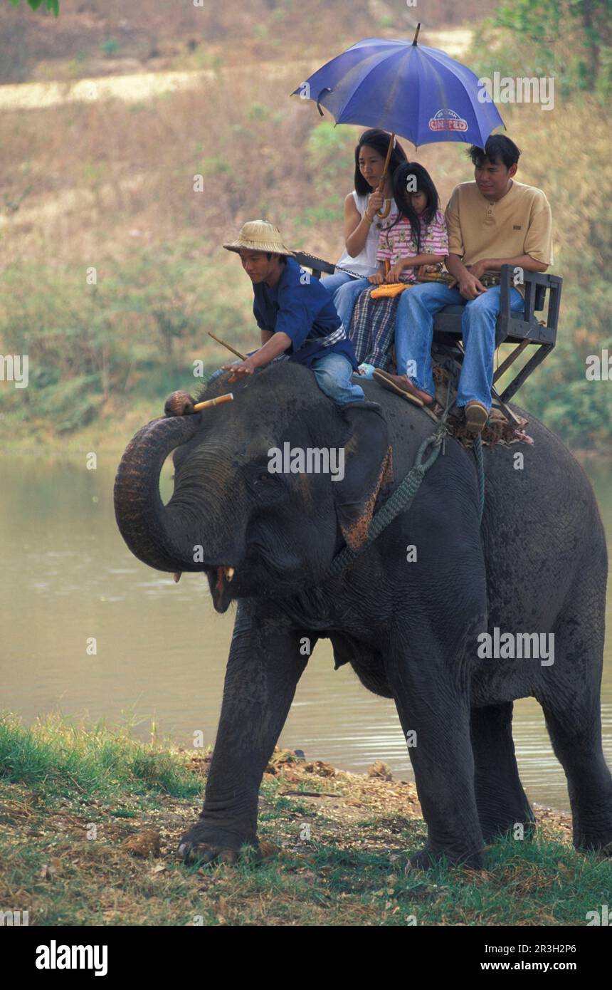 Asian elephant, Indian elephant, asian elephants (Elephas maximus ...