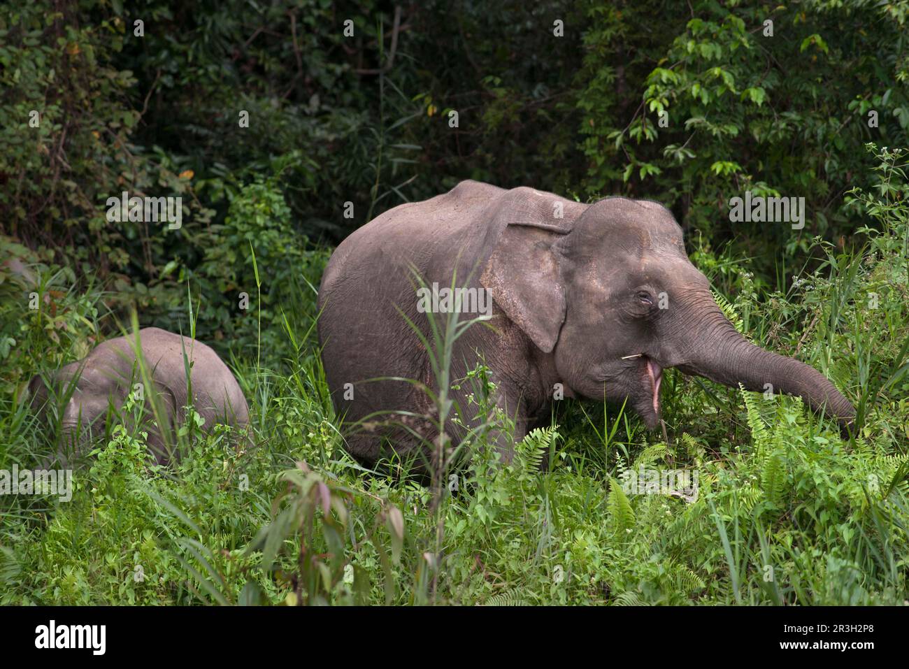 Bornean dwarf elephant, Bornean elephant, Bornean dwarf elephants ...