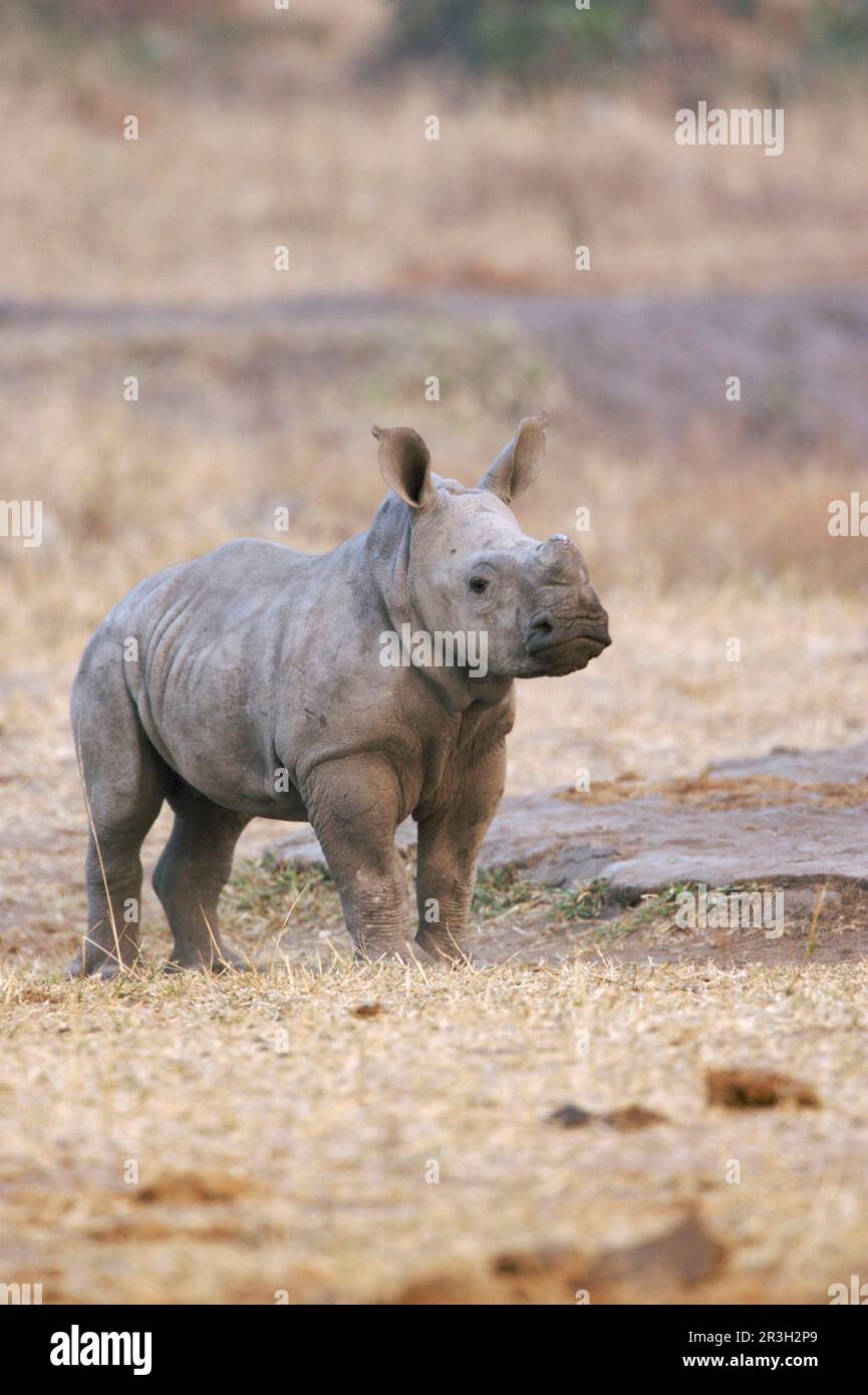 White rhinoceros, white rhinoceroses (Ceratotherium simum), white ...