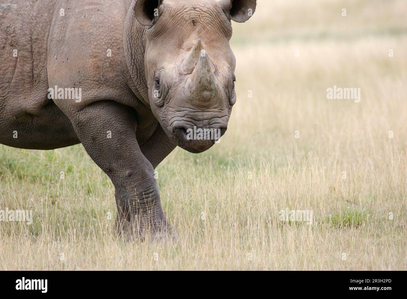 Black rhinoceroses (Diceros bicornis), ungulates, rhinoceroses ...