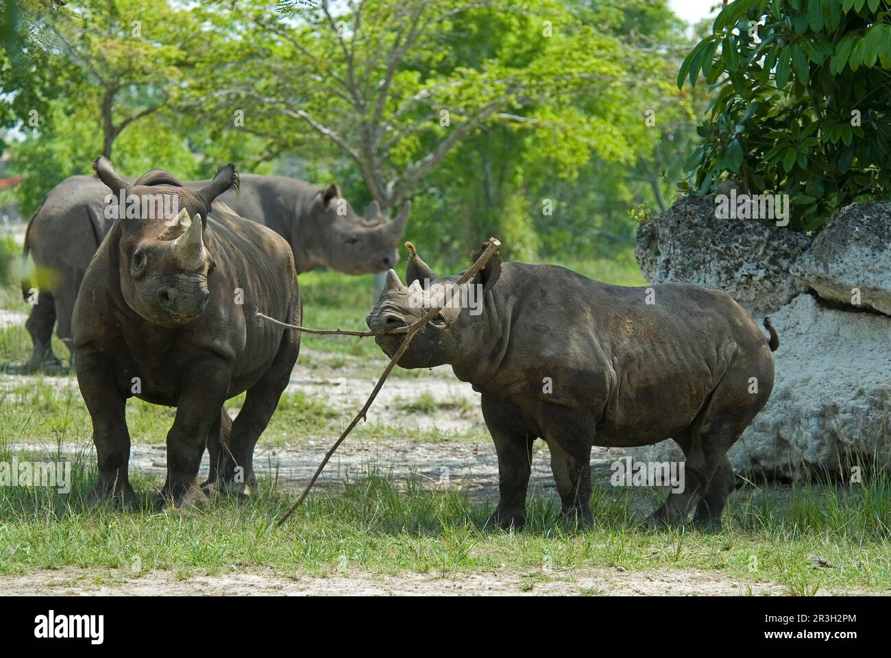 Black rhinoceroses (Diceros bicornis), ungulates, rhinoceroses ...