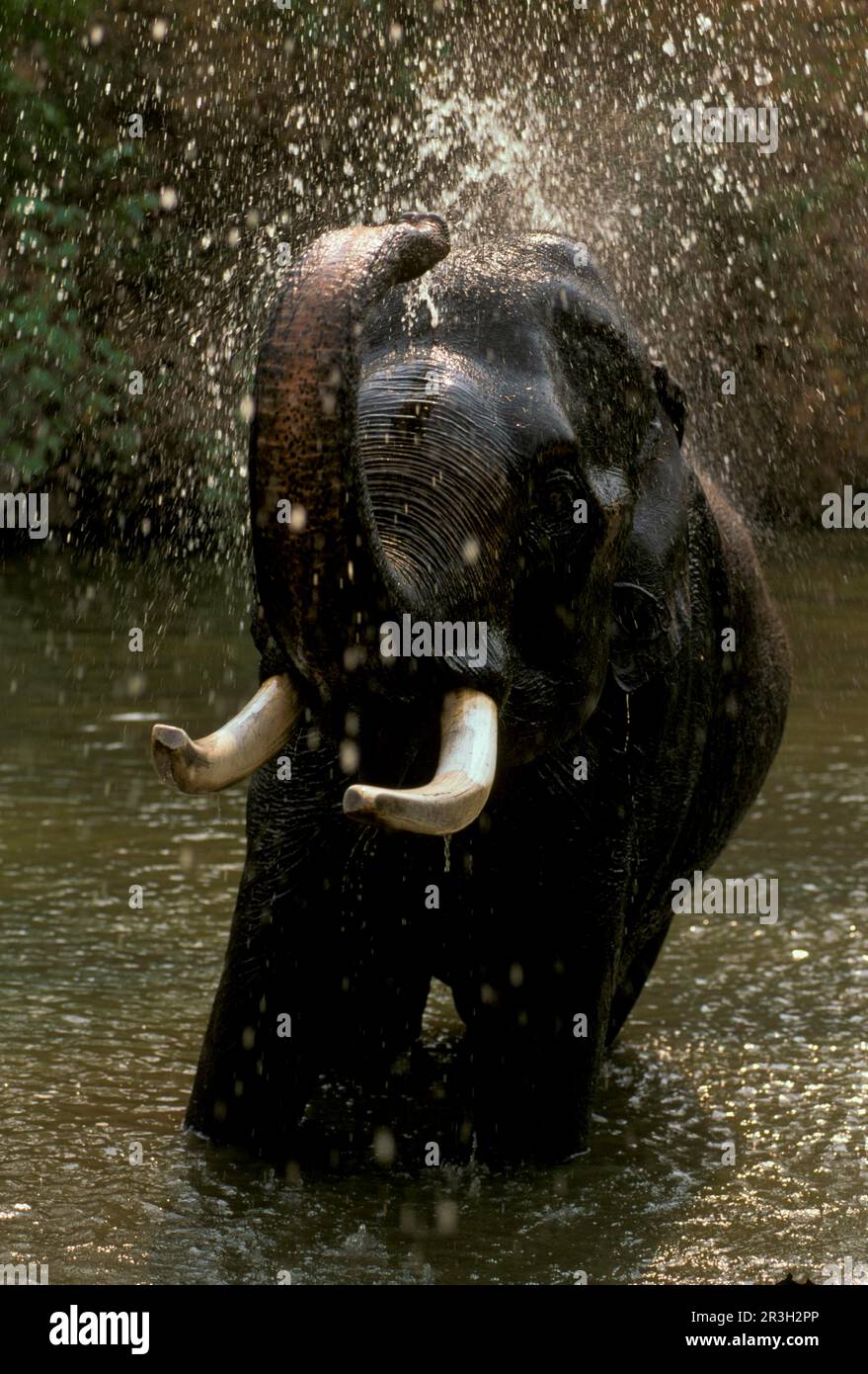 Asian Elephant, Indian Elephant, asian elephants (Elephas maximus ...
