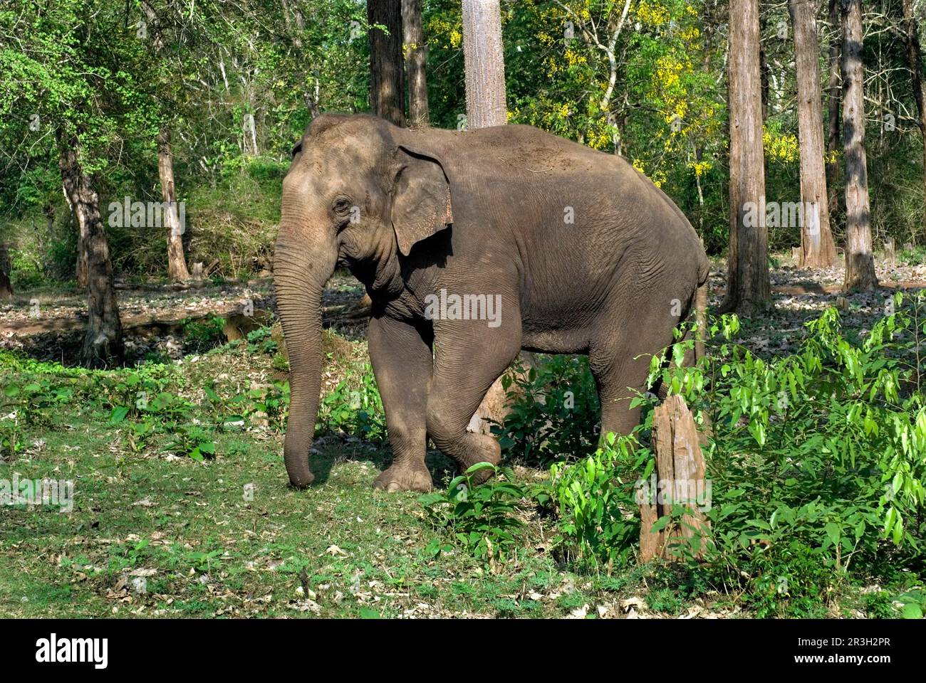 Asian elephant, Indian elephant, asian elephants (Elephas maximus ...