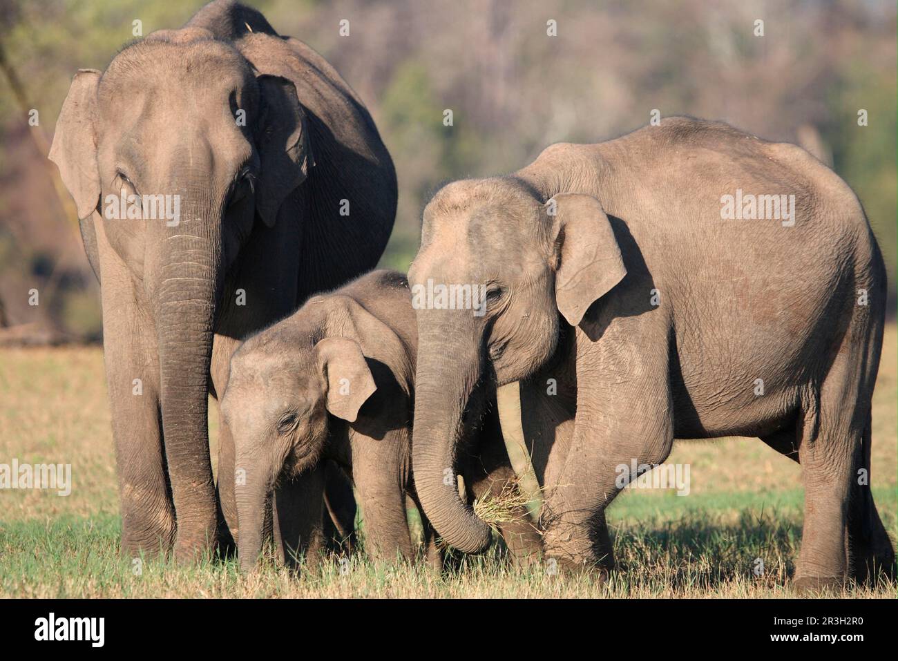 Asian elephant, Indian elephant, asian elephants (Elephas maximus ...