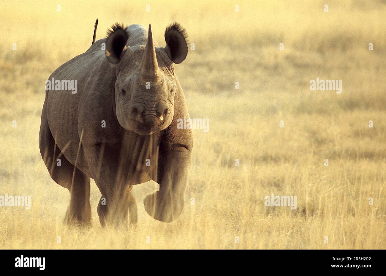 Black rhinoceros, black rhinoceros, black rhinoceroses (Diceros ...