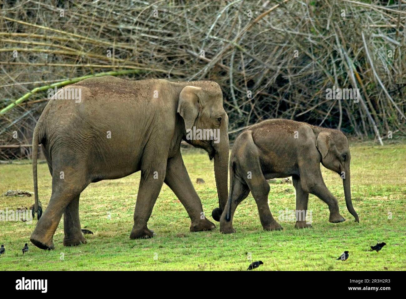 Asian elephant, Indian elephant, Asian elephants, indian elephants ...