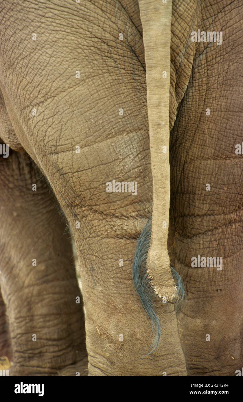Asian elephant, Indian elephant, asian elephants (Elephas maximus ...