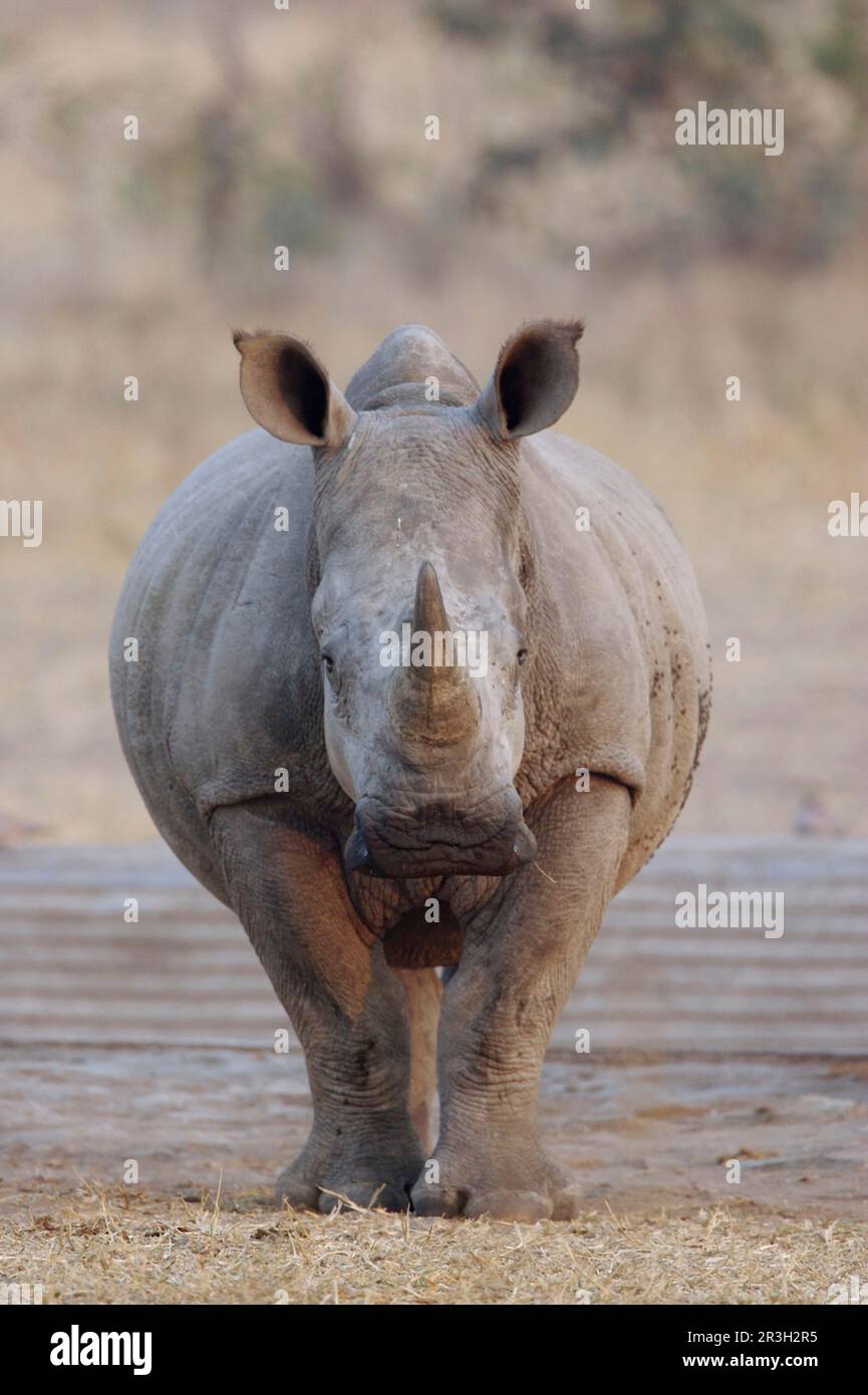 White Rhinoceros, white rhinoceroses (Ceratotherium simum), White ...