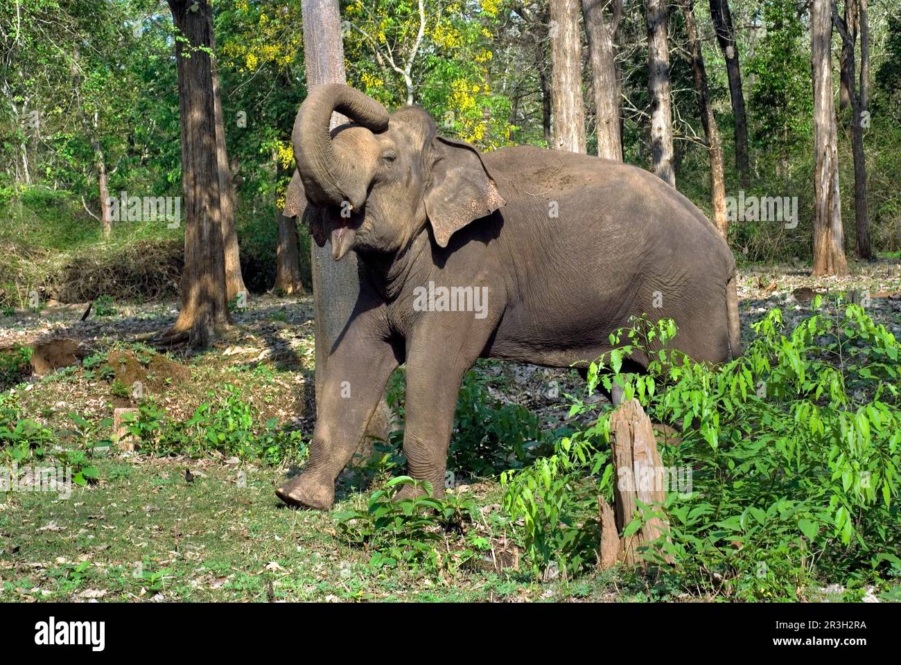 Asian elephant, Indian elephant, asian elephants (Elephas maximus), Indian elephants, elephants ...