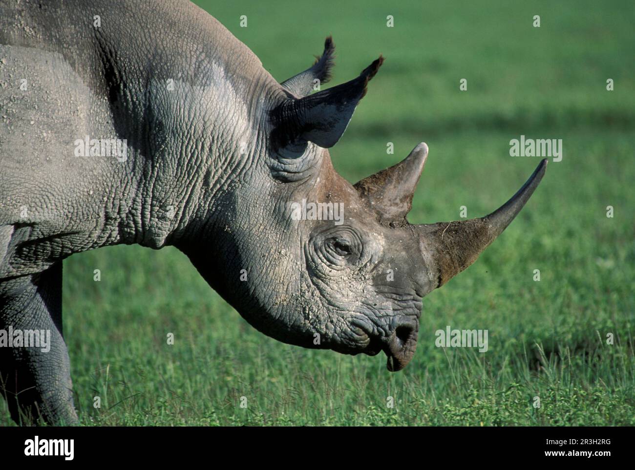 Black rhinoceros, Black rhinoceros, Black rhinos, black rhinoceroses ...