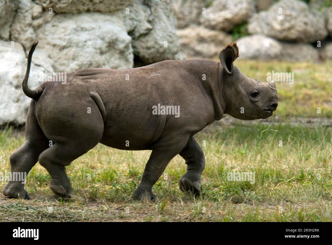 Black rhinoceros running hi-res stock photography and images - Alamy