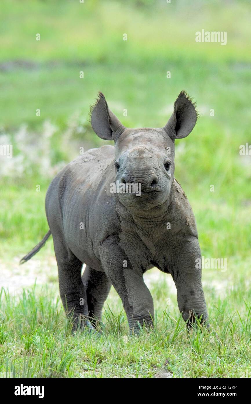 Black rhinoceros, black rhinoceros, black rhinos, black rhinoceroses ...