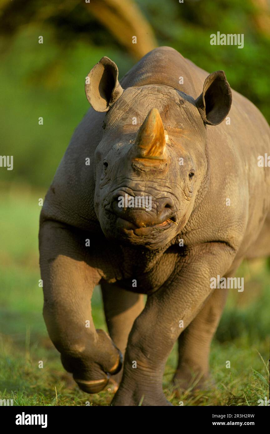 Black rhinoceroses (Diceros bicornis), Ungulates, Rhinoceroses, Rhino ...