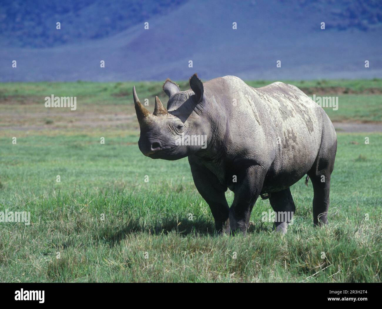 Black rhinoceros, black rhinoceros, black rhinos, black rhinoceroses ...