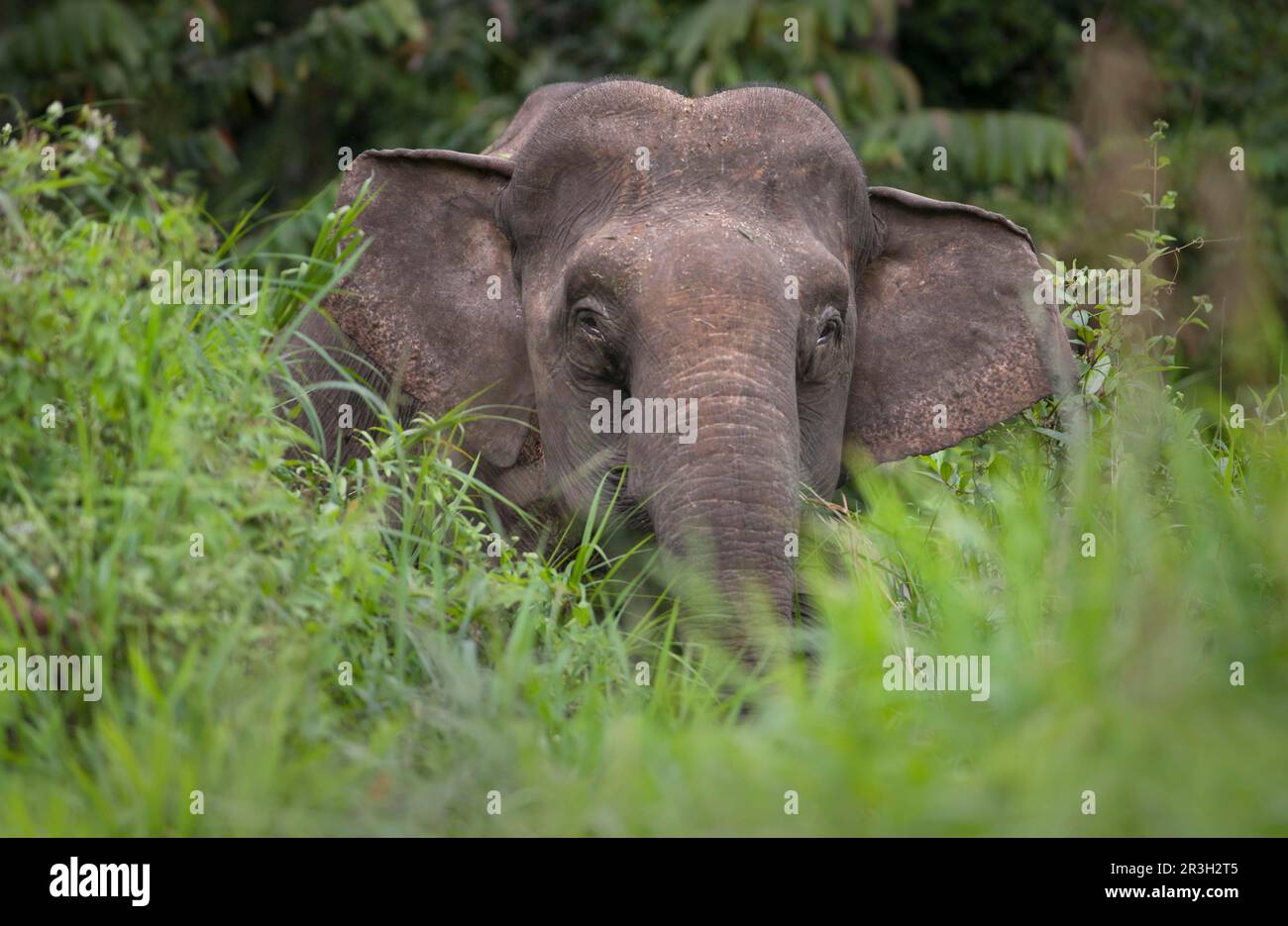 Bornean dwarf elephant, Bornean elephant, Bornean dwarf elephants ...