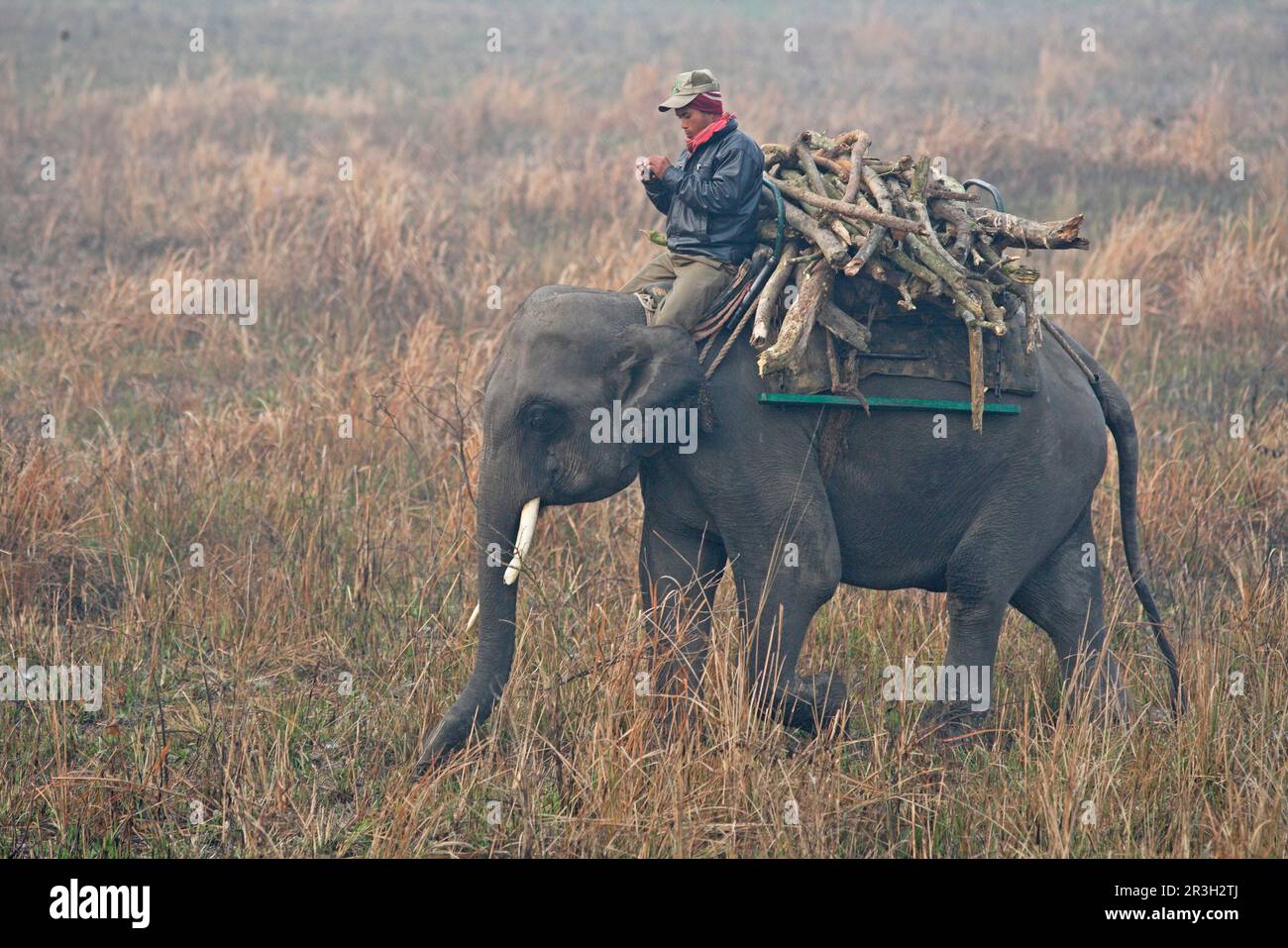 Asian Elephant (Elephas maximus indicus) domesticated adult, carrying ...