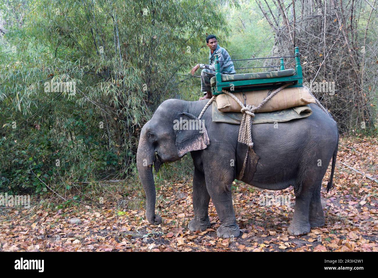 Asian elephant, Indian elephant, Asian elephants, indian elephants ...