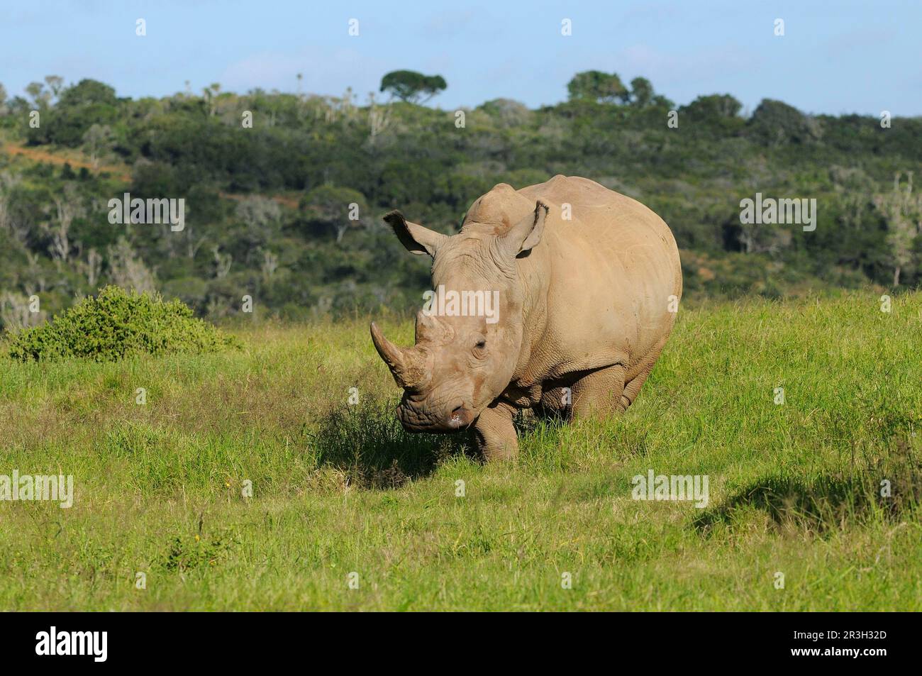 White Rhinoceros, white rhinoceroses (Ceratotherium simum), White ...