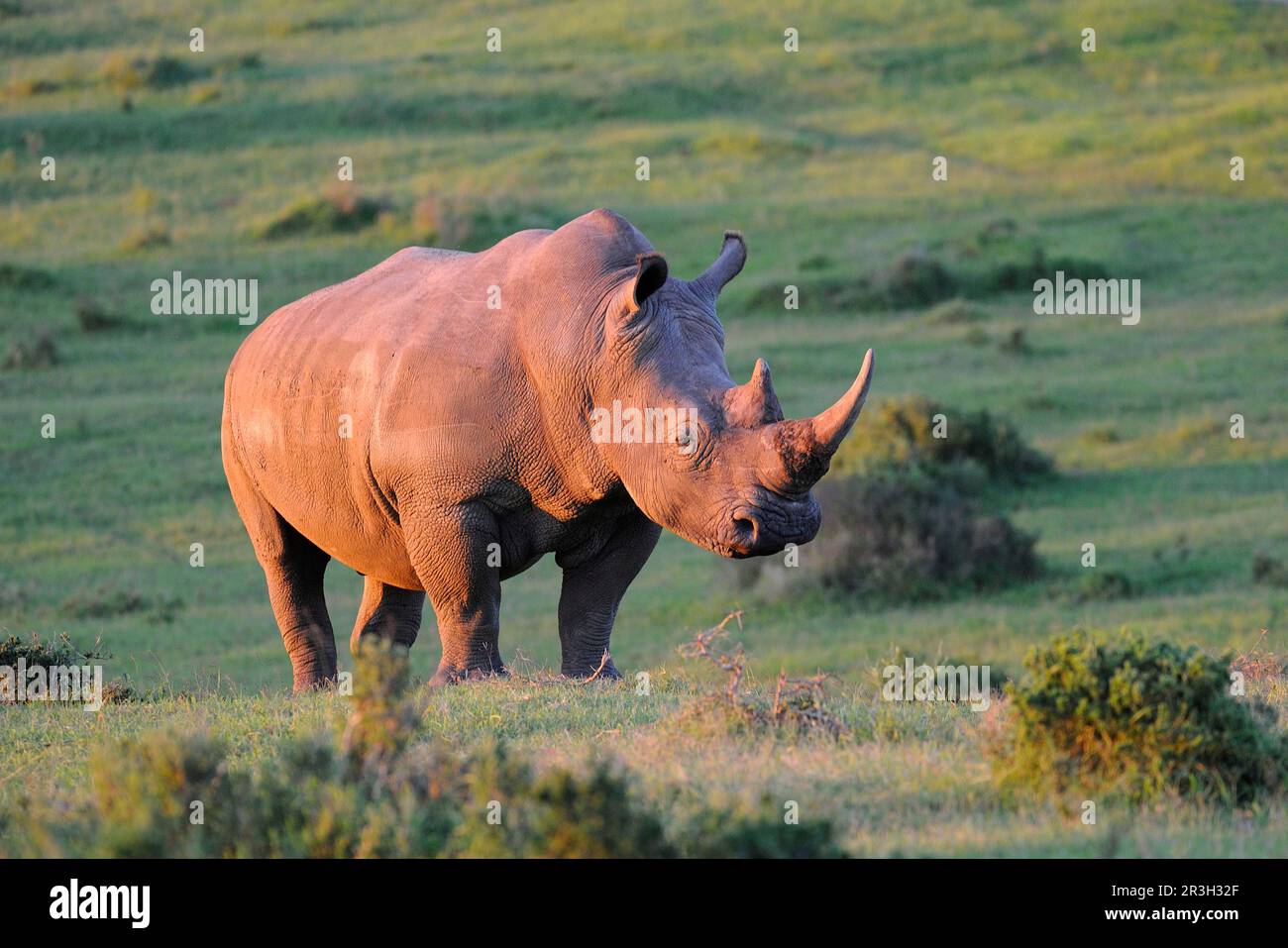 White Rhinoceros, white rhinoceroses (Ceratotherium simum), White ...