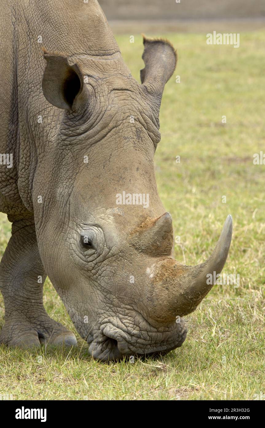 White rhinoceros, white rhinoceroses (Ceratotherium simum), white ...