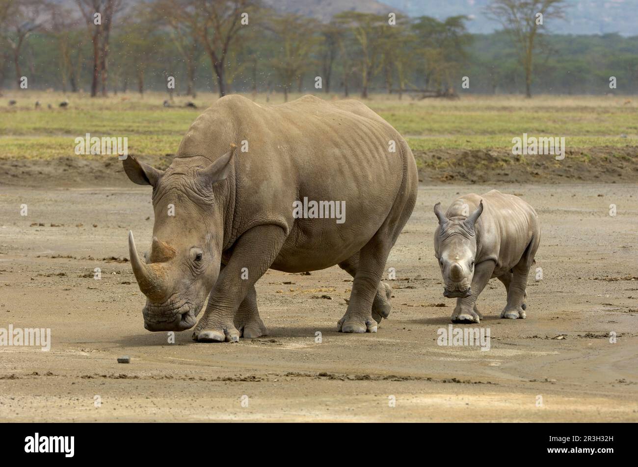 White Rhinoceros, white rhinoceroses (Ceratotherium simum), White ...