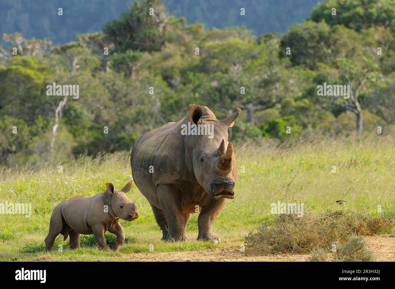 White rhinoceros, white rhinoceroses (Ceratotherium simum), White ...