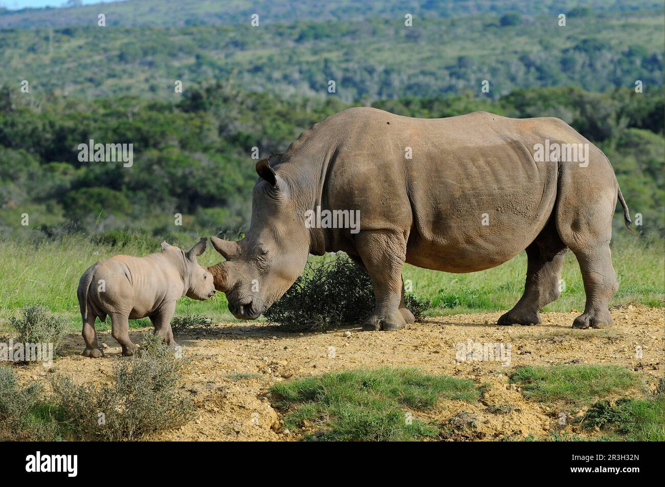 White rhinoceros, white rhinoceroses (Ceratotherium simum), white ...