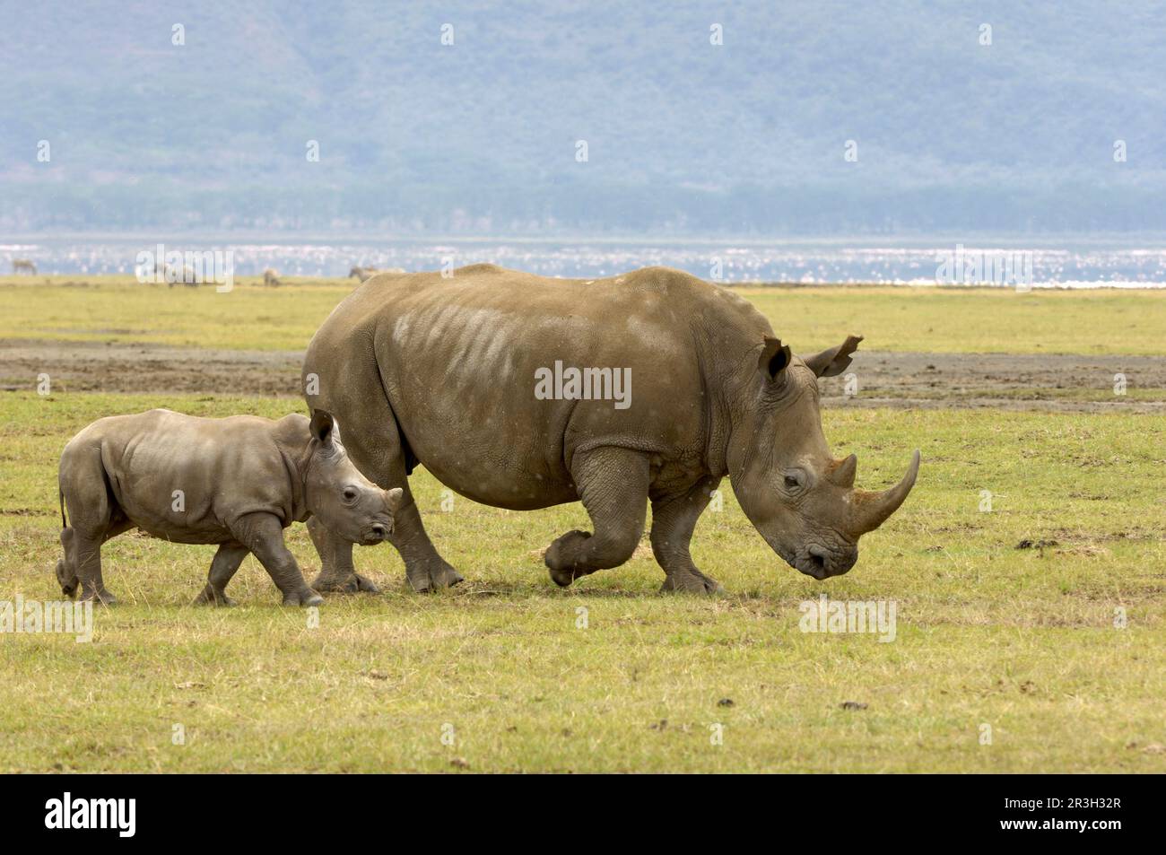 White Rhinoceros, white rhinoceroses (Ceratotherium simum), White ...