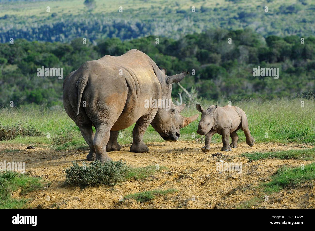 White rhinoceros, white rhinoceroses (Ceratotherium simum), white ...
